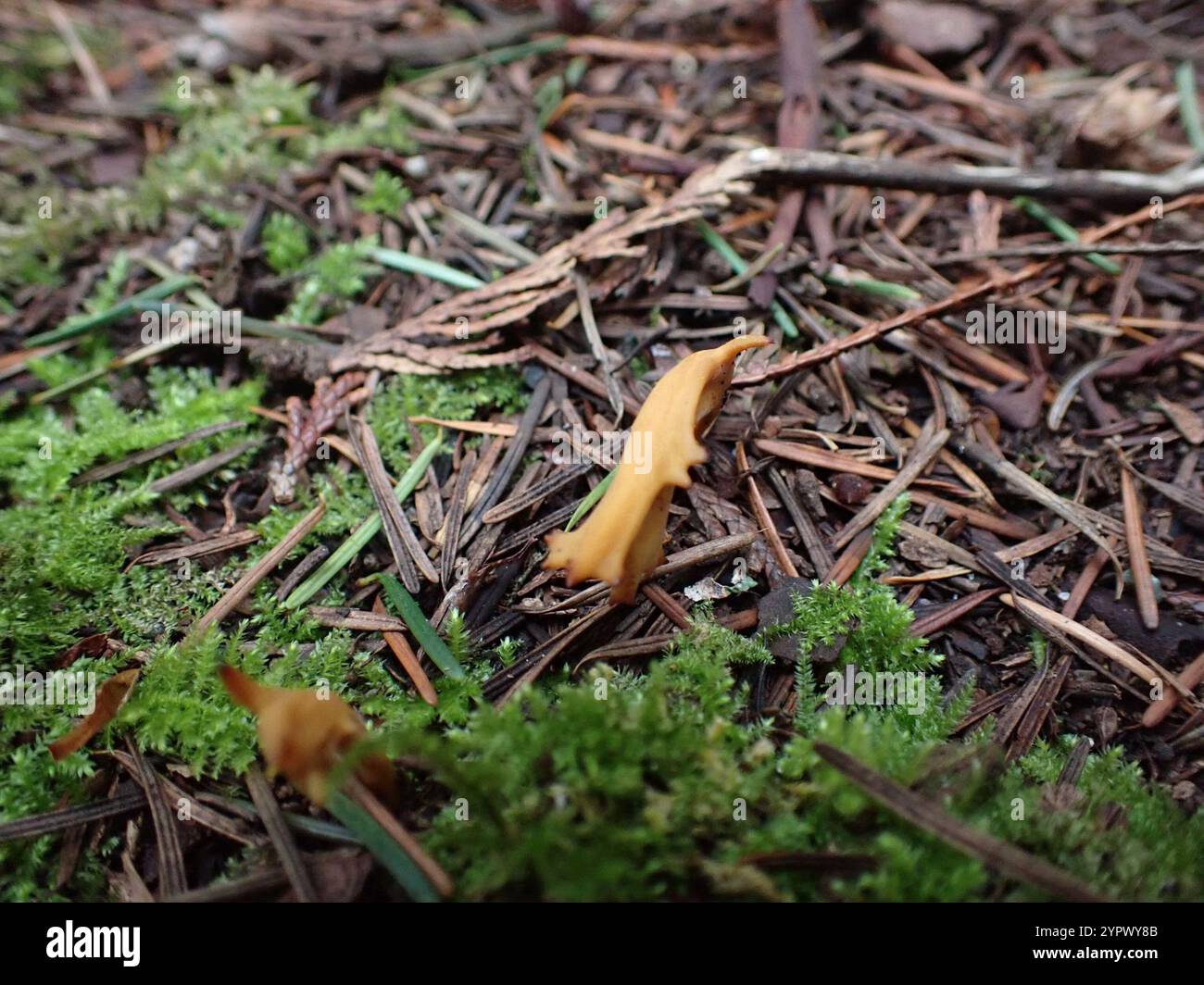 Higher basidiomycetes hi-res stock photography and images - Alamy