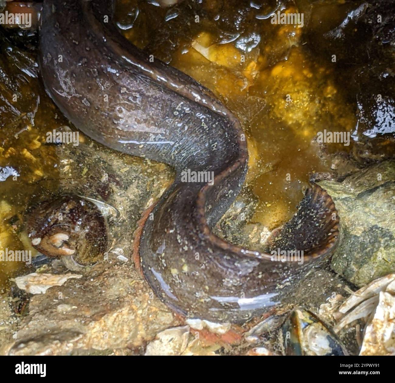 High Cockscomb (Anoplarchus purpurescens Stock Photo - Alamy