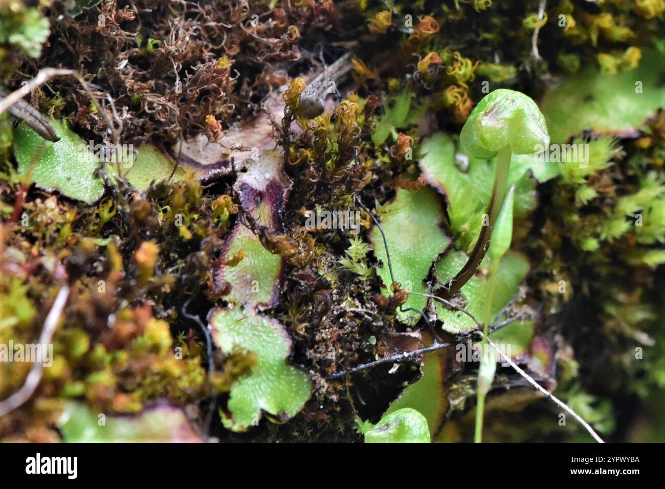 Hemisphaeric Liverwort (Reboulia hemisphaerica Stock Photo - Alamy