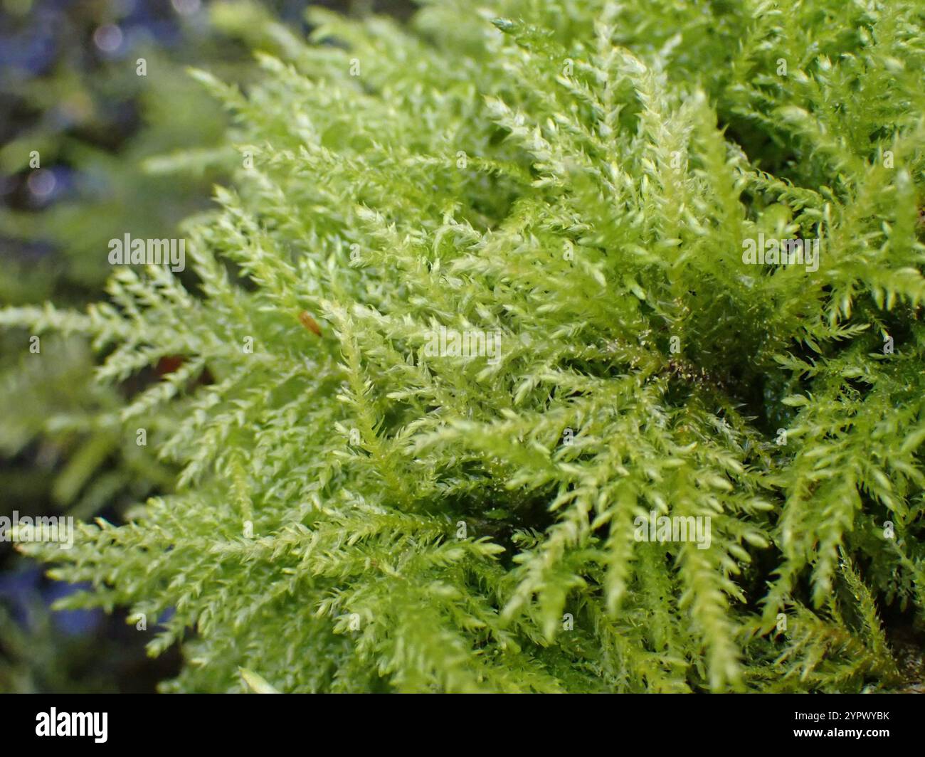 Common Feather-moss (Kindbergia praelonga Stock Photo - Alamy