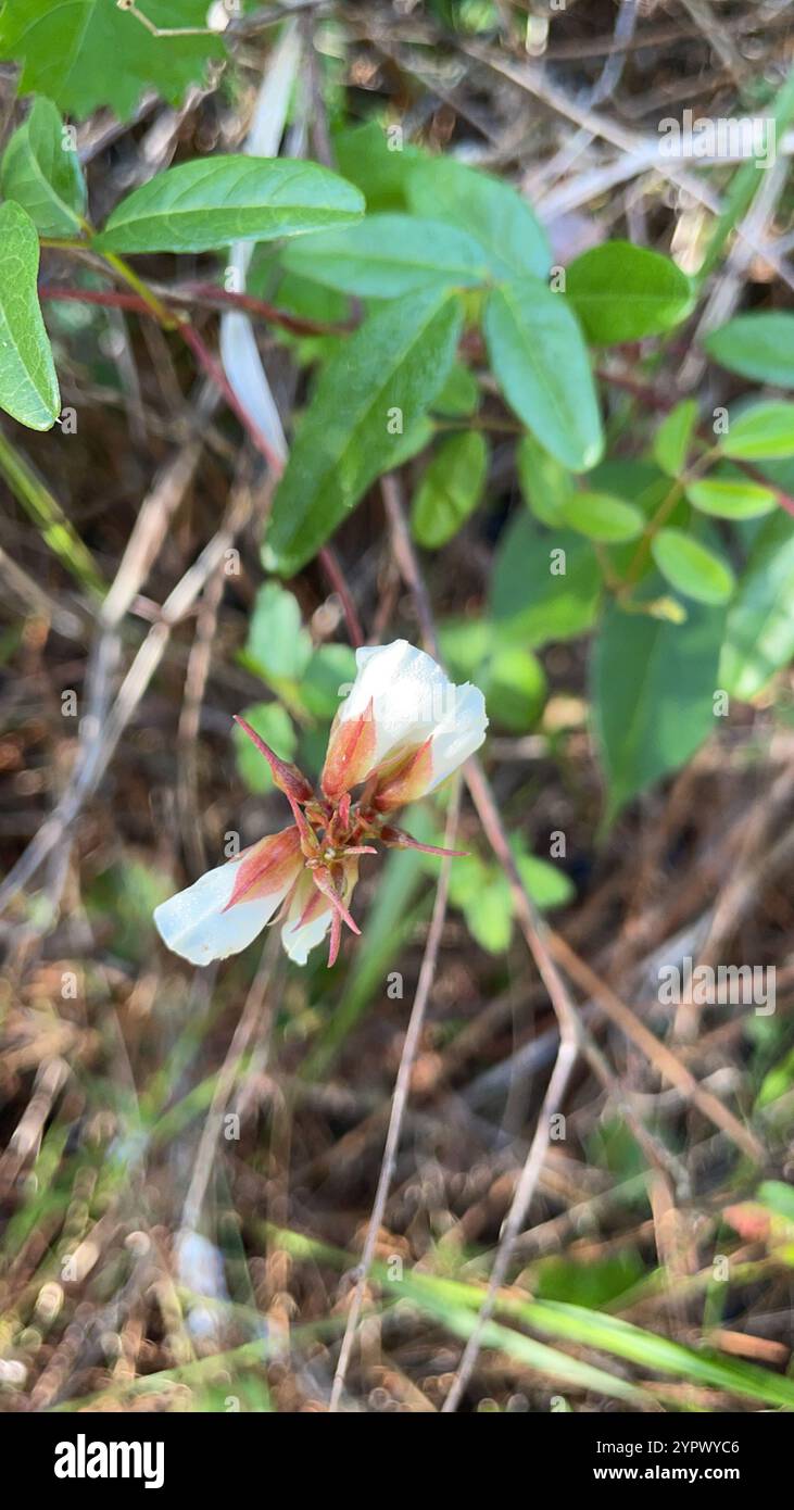 Elliott's milkpea (Galactia elliottii Stock Photo - Alamy