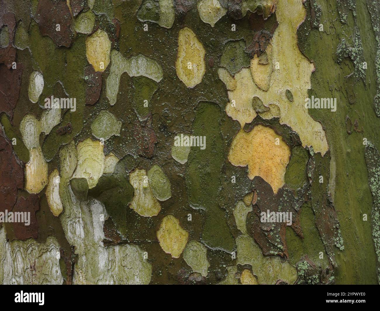 Moist bark of the plane tree ? Structure, texture, natural background ...
