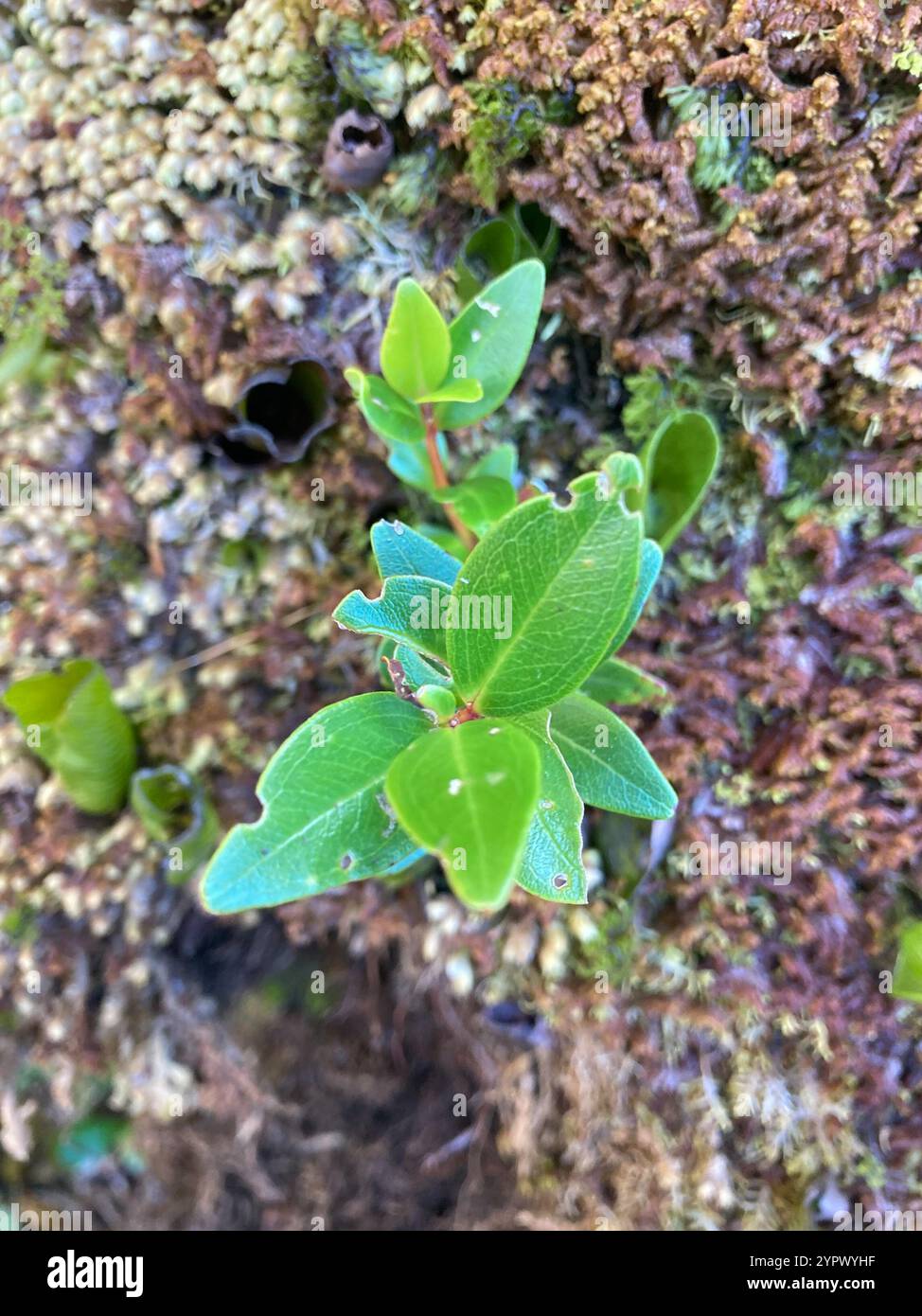 Northern rata hi-res stock photography and images - Alamy