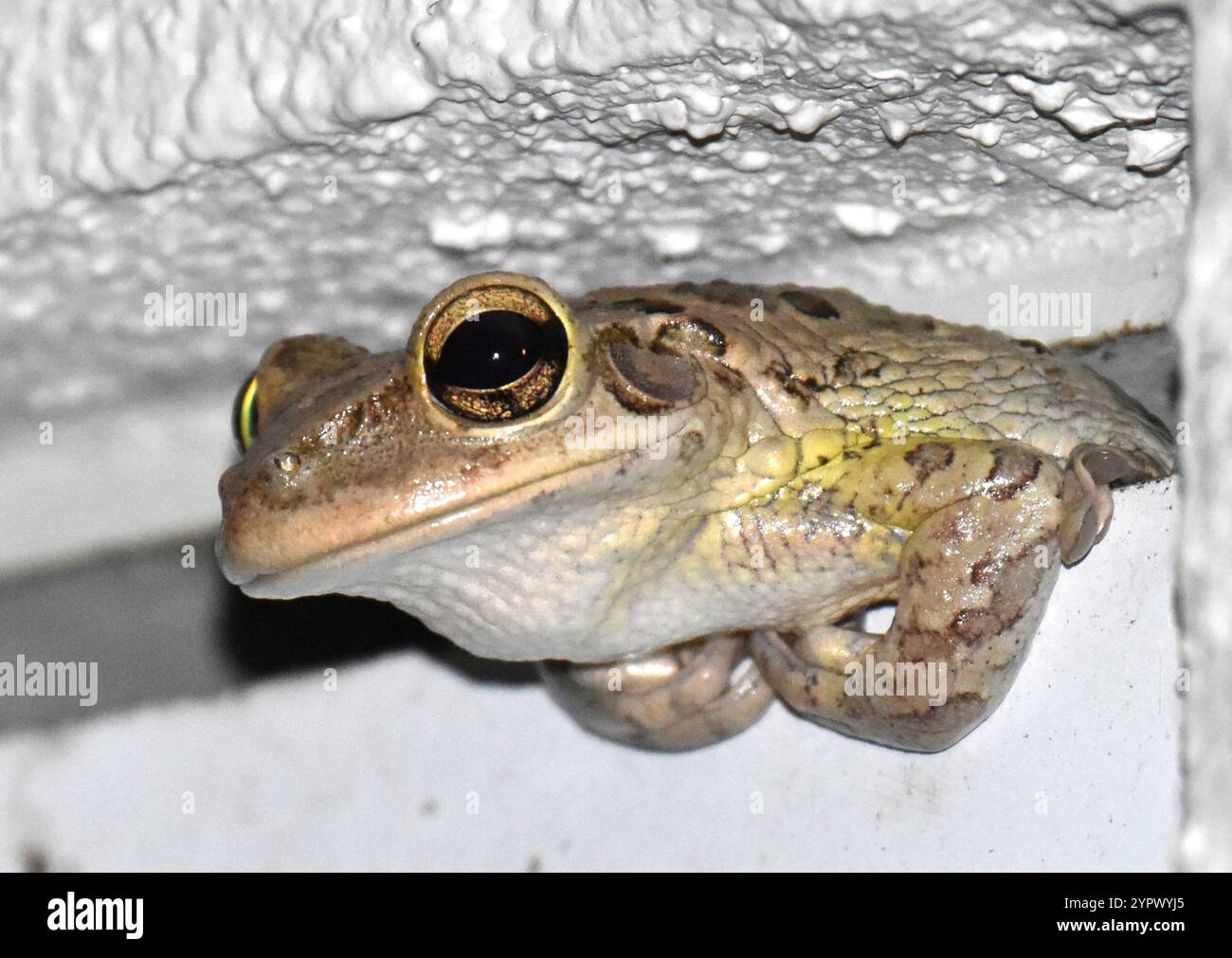 Cuban Tree Frog (Osteopilus septentrionalis Stock Photo - Alamy