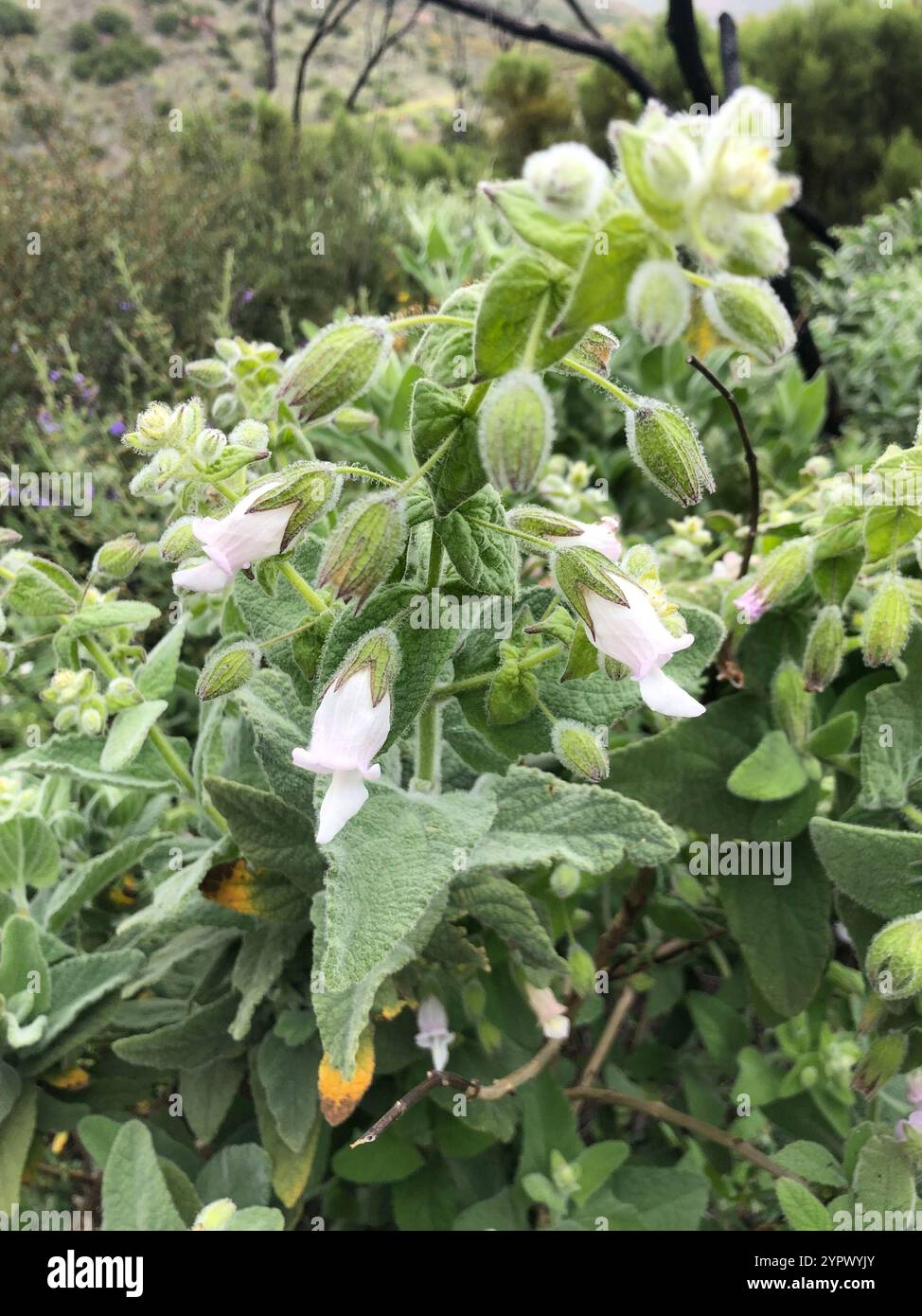 fragrant pitcher sage (Lepechinia fragrans Stock Photo - Alamy