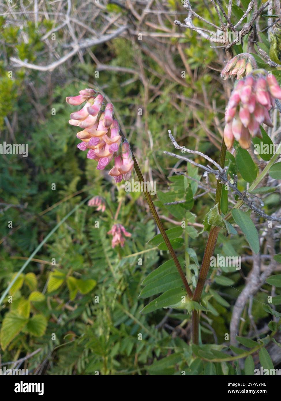 giant vetch (Vicia gigantea Stock Photo - Alamy