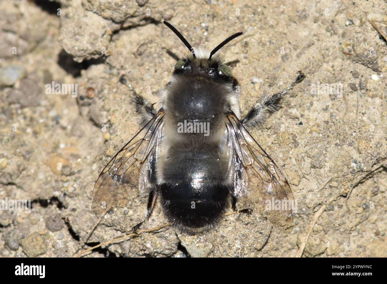 Common Digger Bees (Anthophora Stock Photo - Alamy