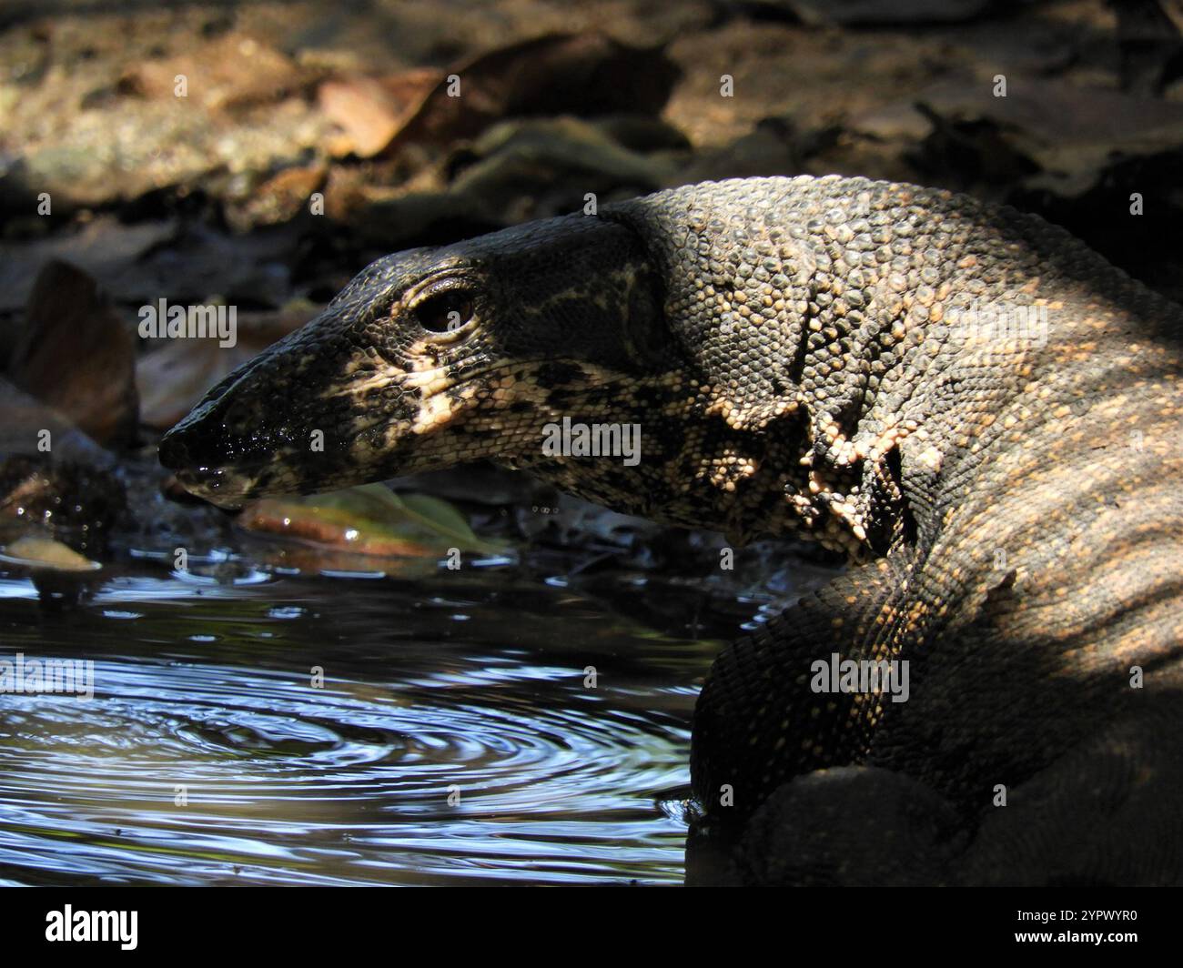 Palawanensis hi-res stock photography and images - Alamy