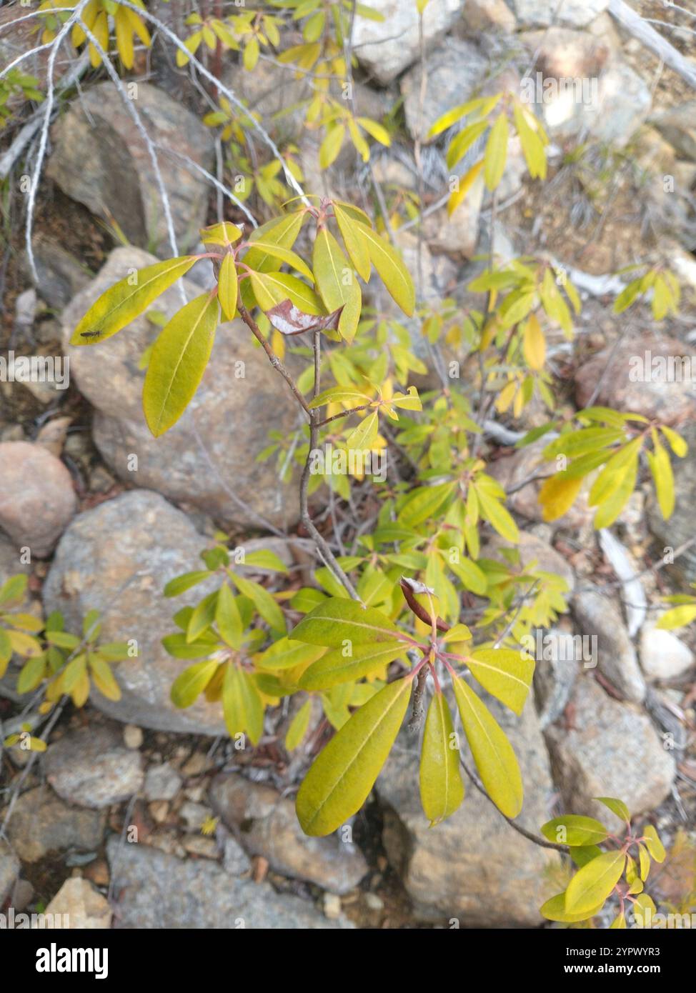 Western Labrador Tea (Rhododendron columbianum Stock Photo - Alamy