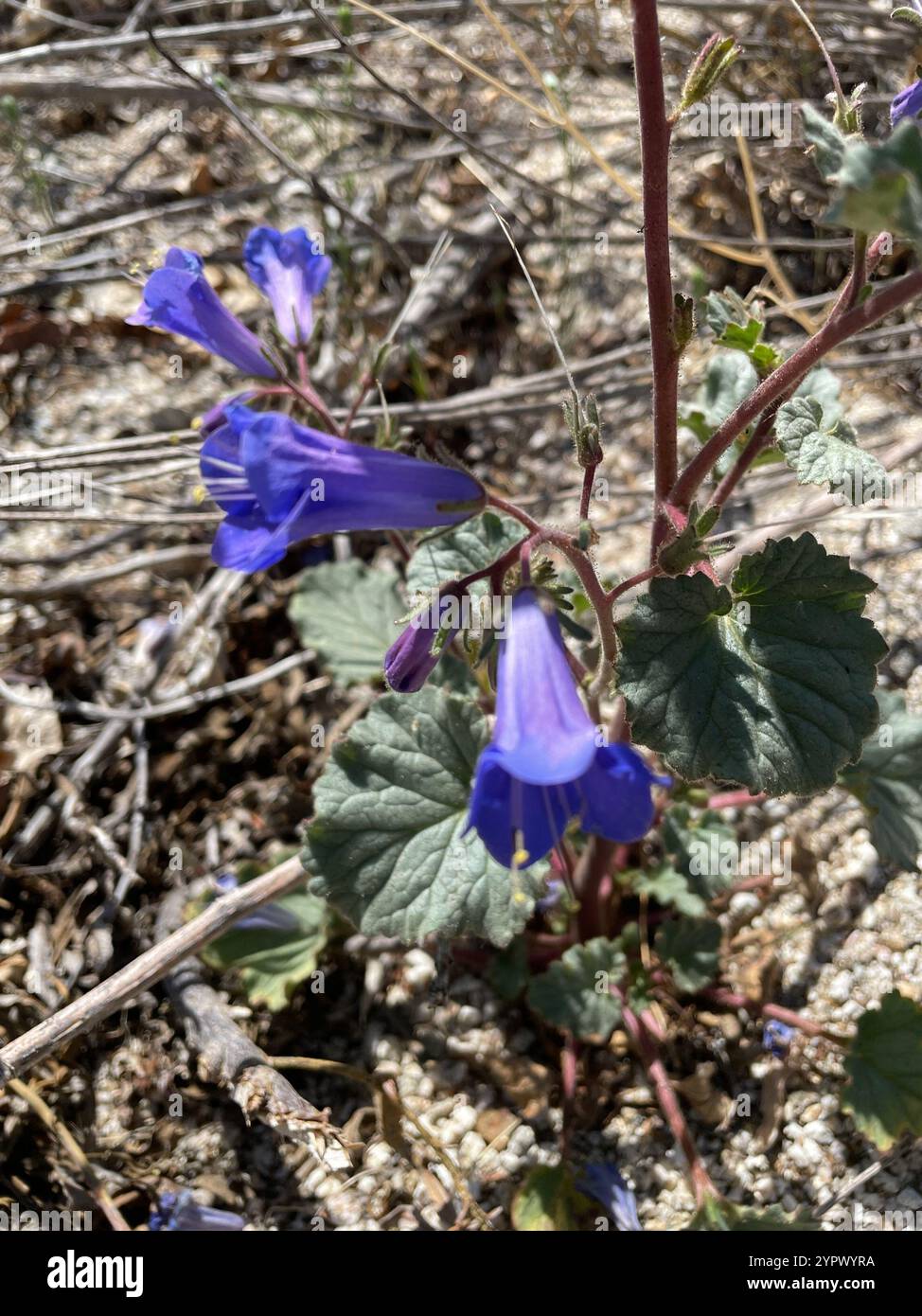 desert bluebells (Phacelia campanularia Stock Photo - Alamy