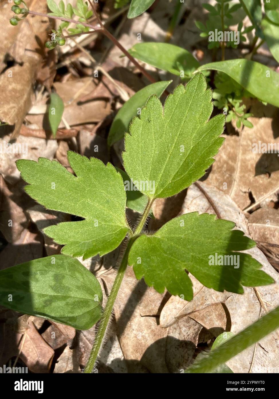 Ranunculus hispidus hi-res stock photography and images - Alamy
