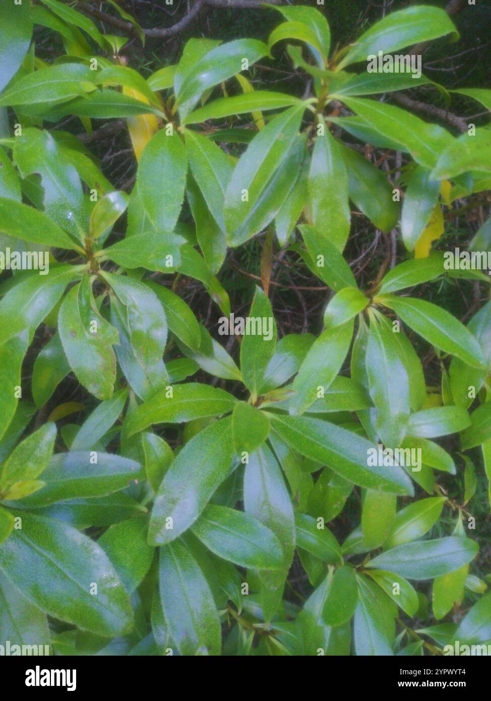 Ngaio hi-res stock photography and images - Alamy