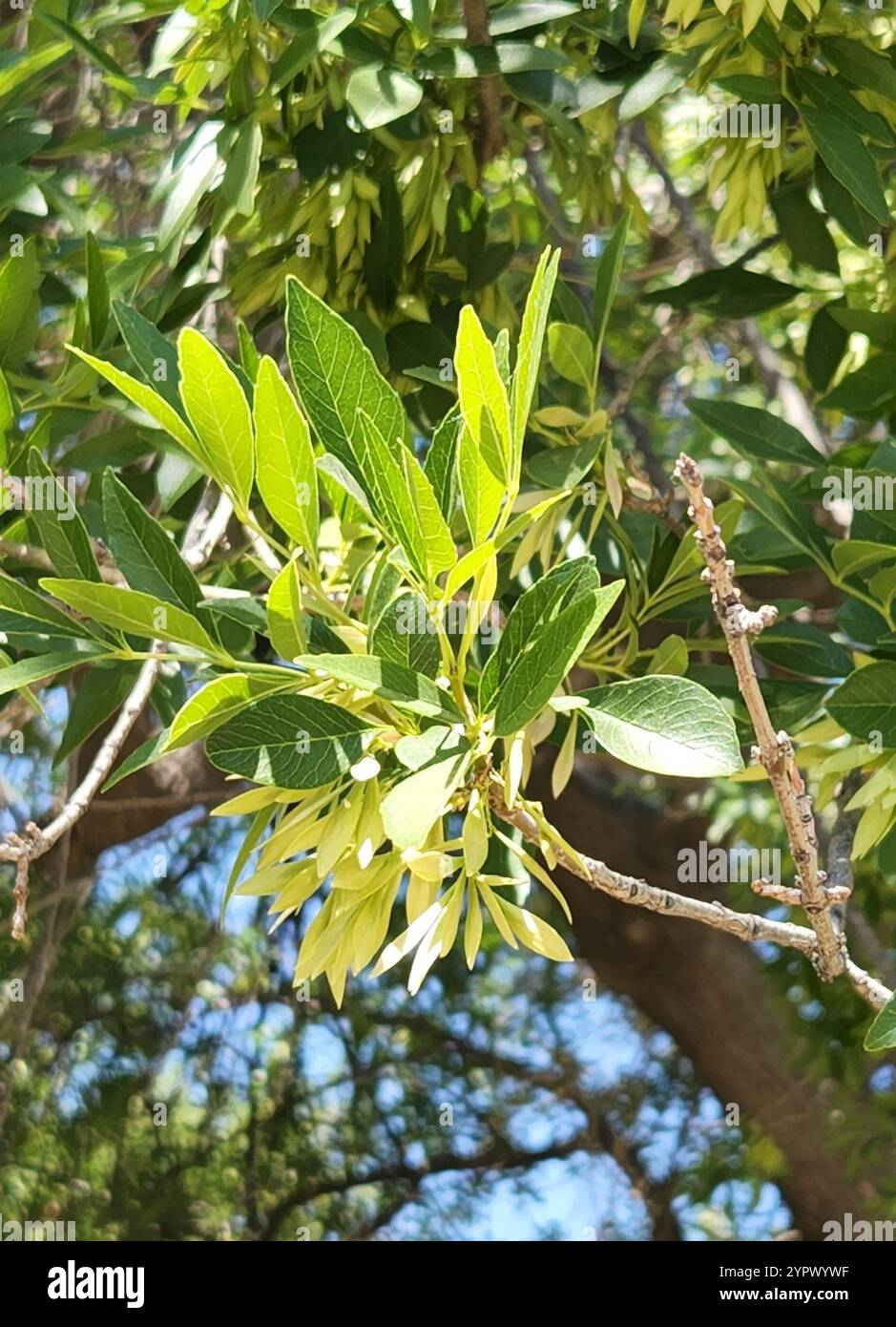 velvet ash (Fraxinus velutina Stock Photo - Alamy