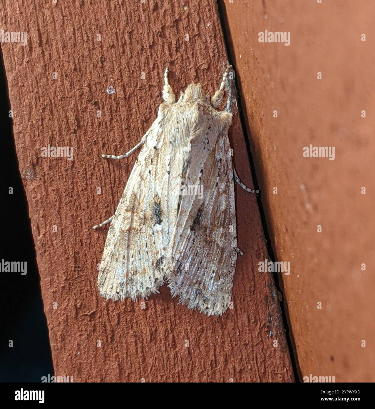 Innominata hi-res stock photography and images - Alamy