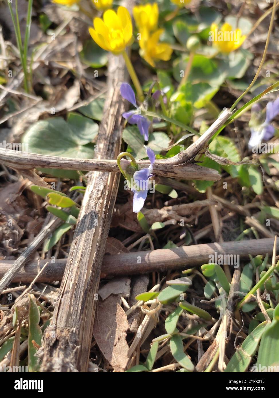 Russian Violet (Viola suavis Stock Photo - Alamy
