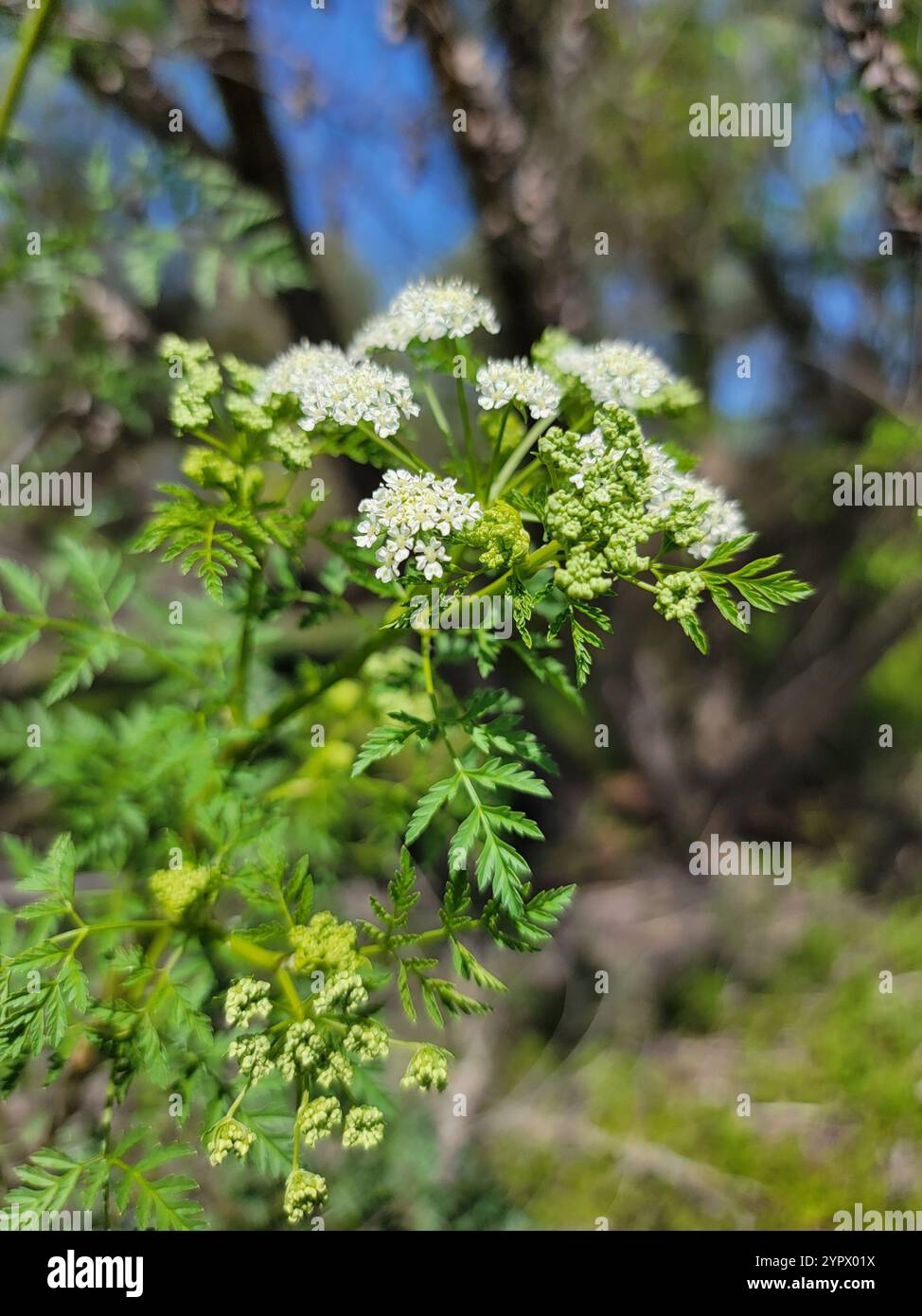 poison hemlock (Conium maculatum Stock Photo - Alamy