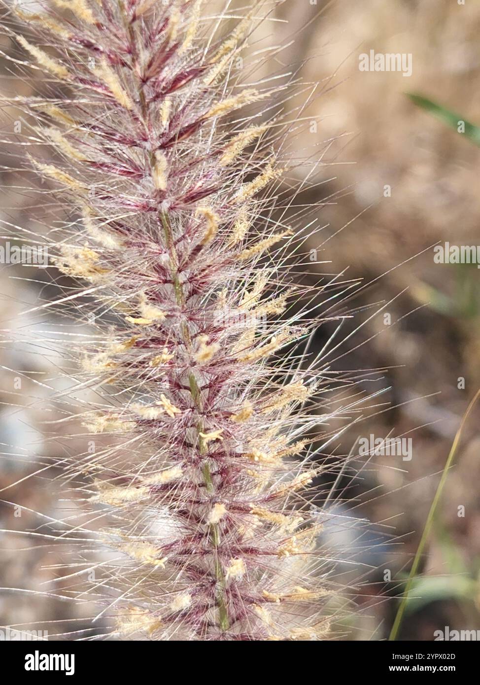 Fountain Grass (Cenchrus setaceus Stock Photo - Alamy