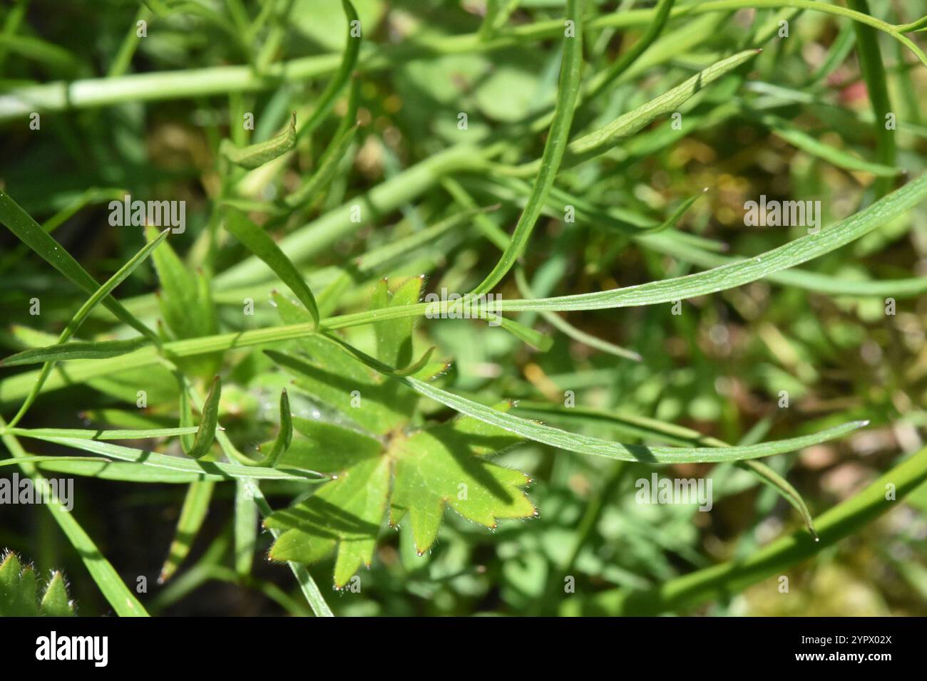 Perideridia hi-res stock photography and images - Alamy