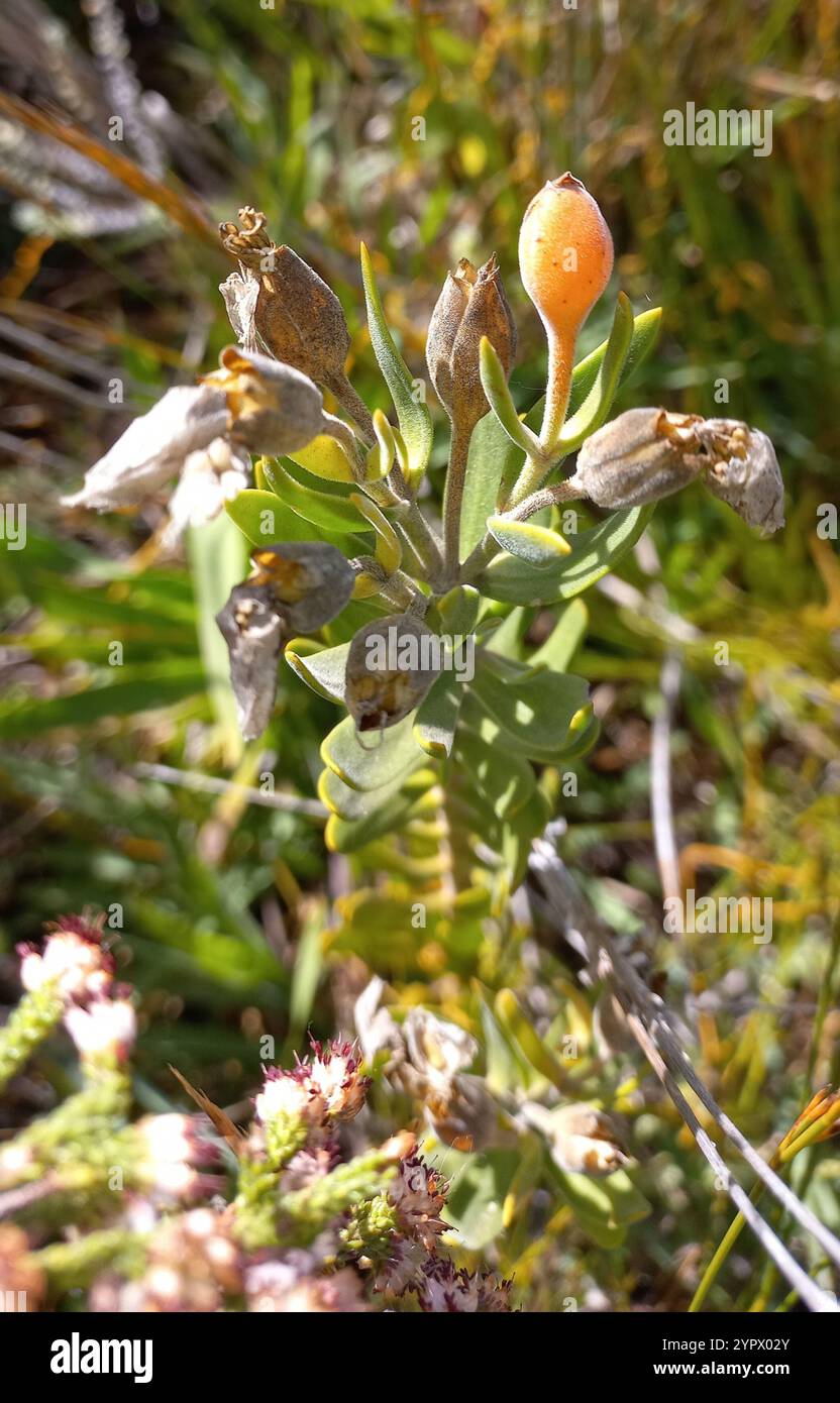 Sea Rose (Orphium frutescens Stock Photo - Alamy