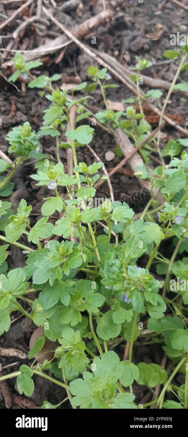 Ivy-leaved Speedwell (Veronica hederifolia Stock Photo - Alamy