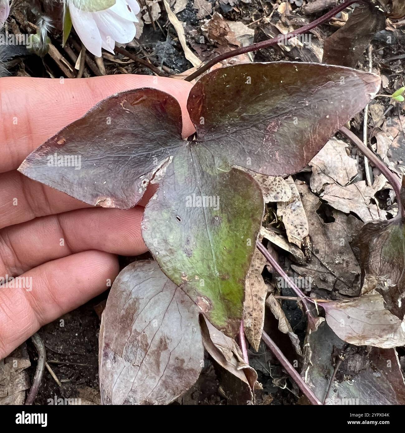 sharp-lobed hepatica (Hepatica acutiloba Stock Photo - Alamy