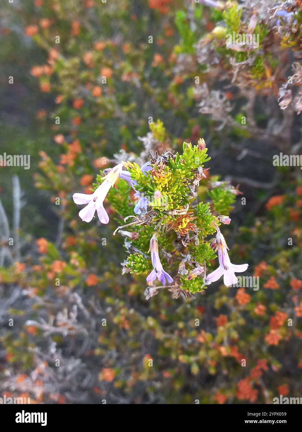 Pineleaf Lobelia (Lobelia pinifolia Stock Photo - Alamy