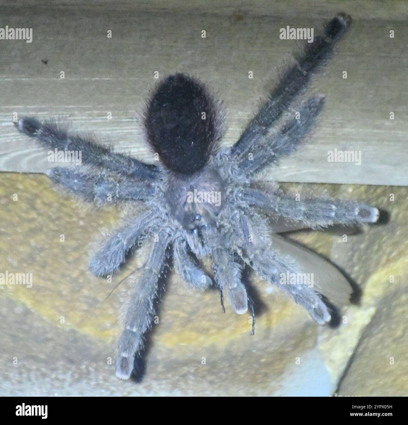 Yellow-banded Pinktoe Tarantula (Avicularia juruensis Stock Photo - Alamy