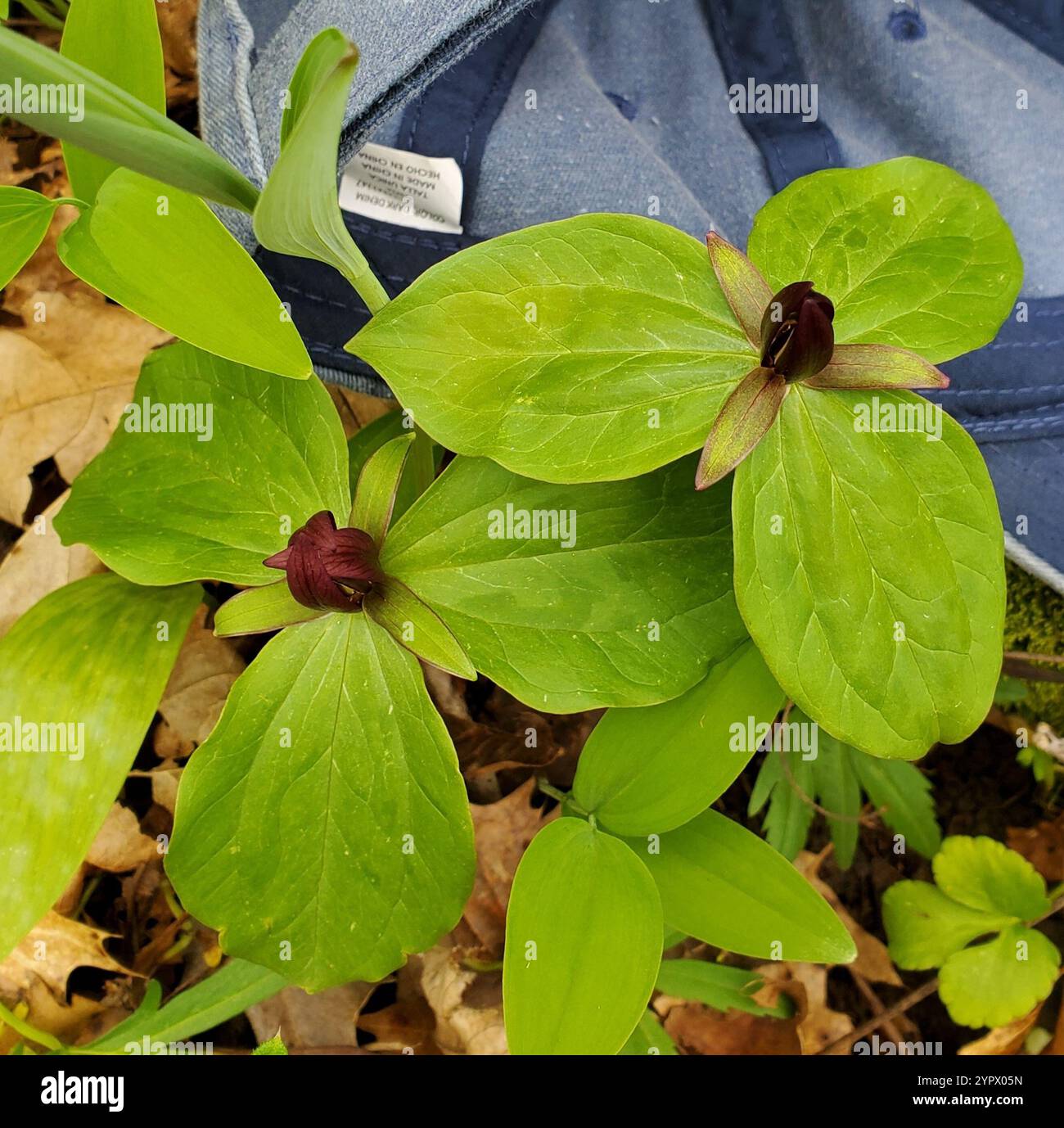 toadshade (Trillium sessile Stock Photo - Alamy