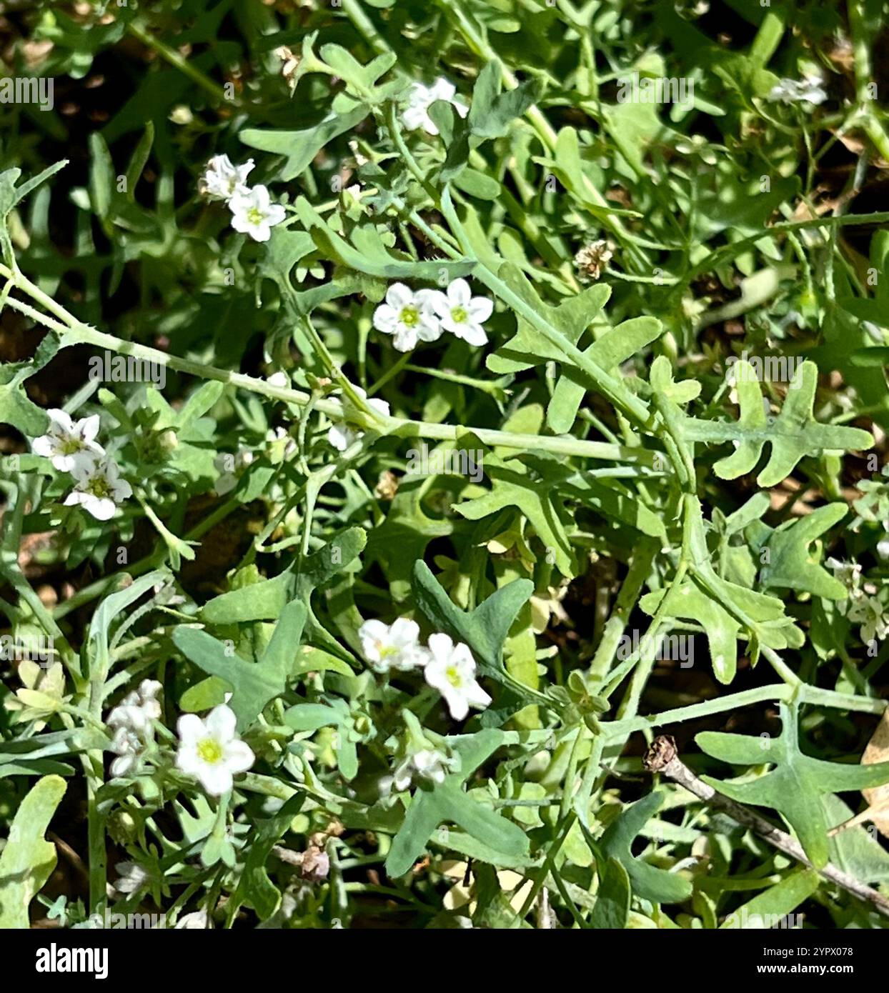 white fiesta flower (Pholistoma membranaceum Stock Photo - Alamy
