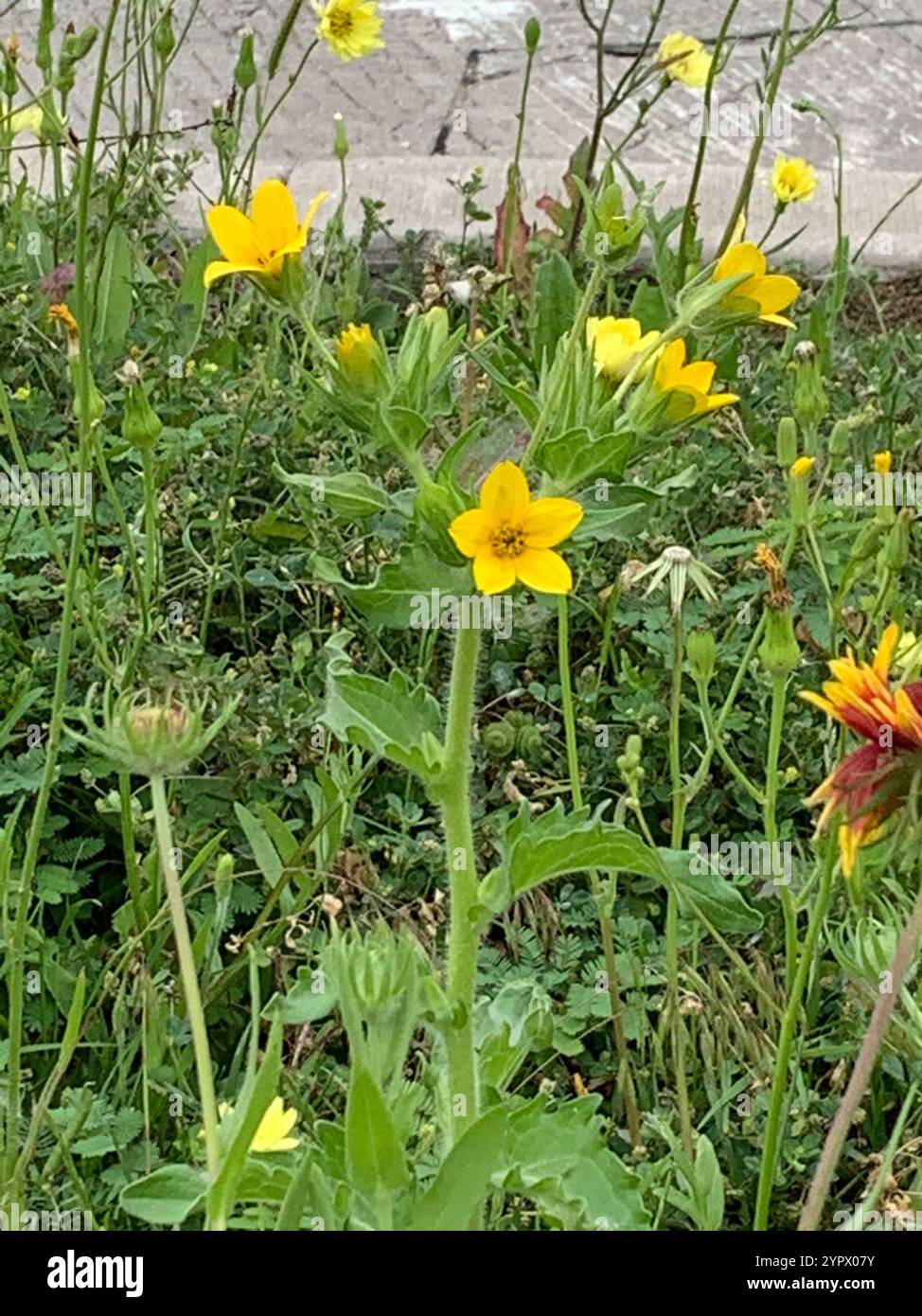Texas yellow star (Lindheimera texana Stock Photo - Alamy