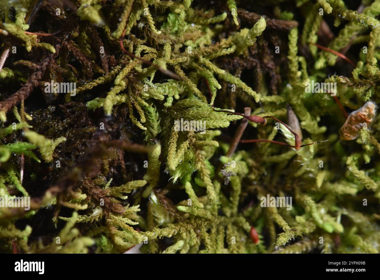 claopodium mosses (Claopodium Stock Photo - Alamy