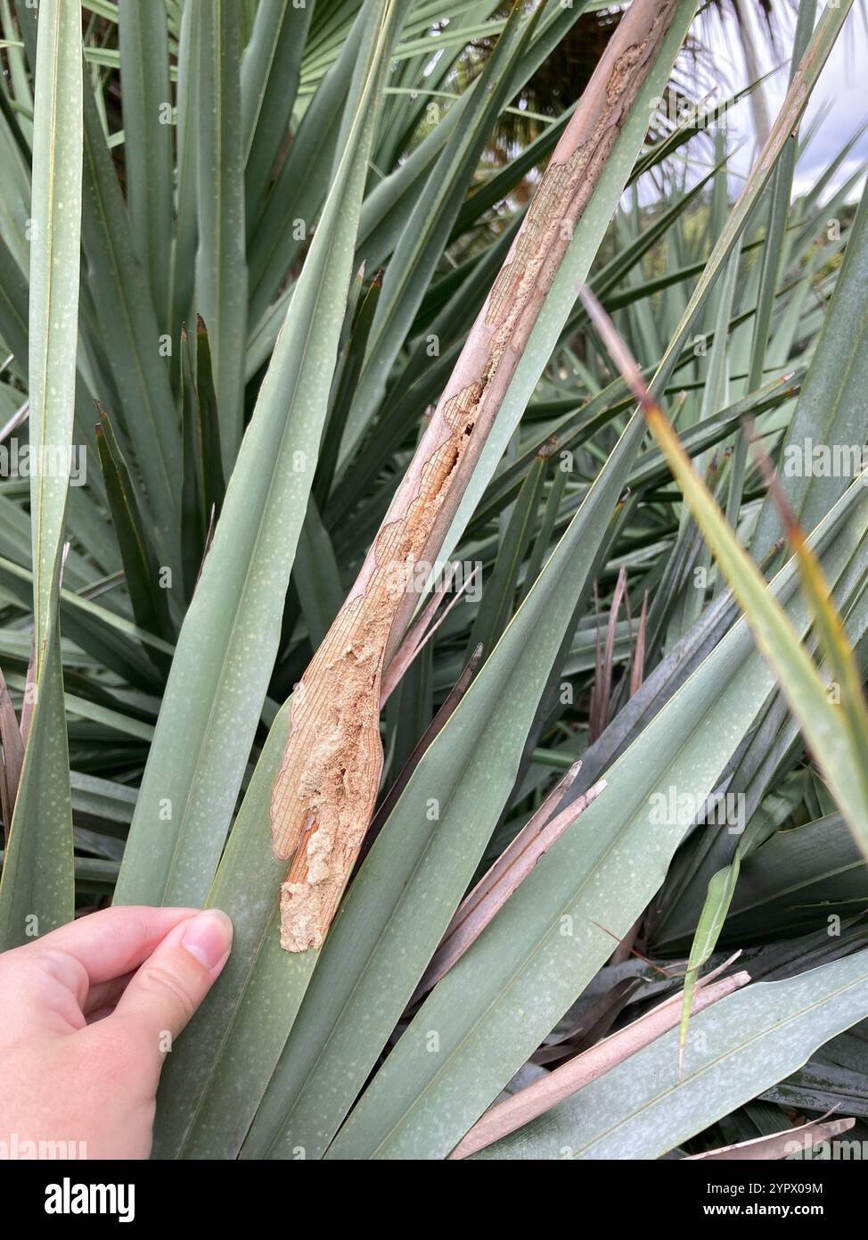 Palm Leaf Skeletonizer Moth (Homaledra sabalella Stock Photo - Alamy