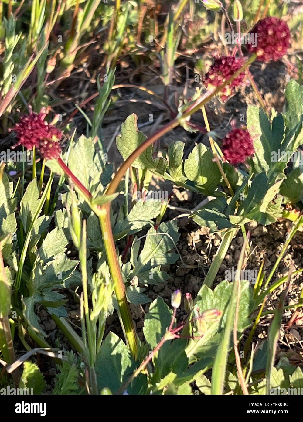 Purple Sanicle (Sanicula bipinnatifida Stock Photo - Alamy