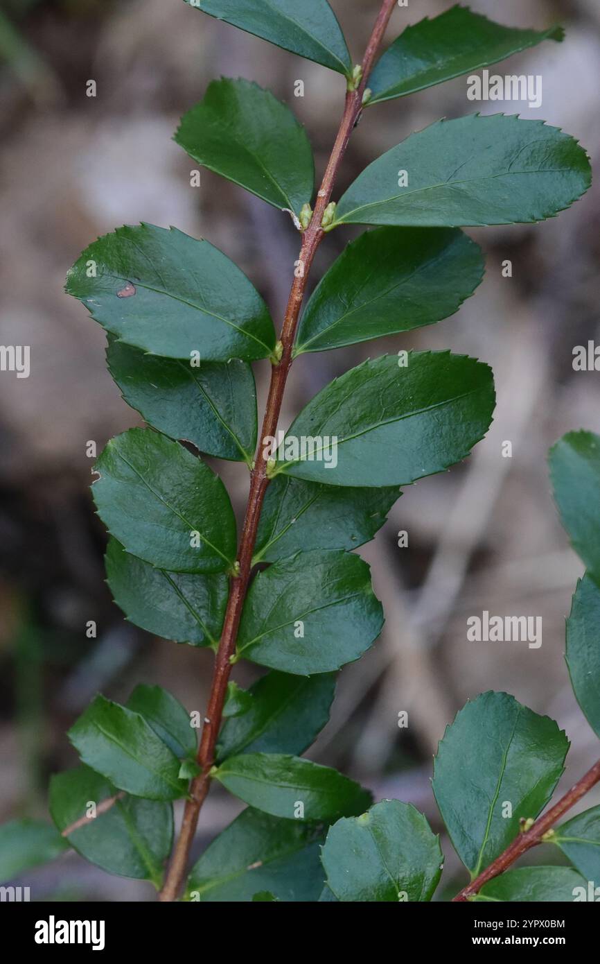 Oregon Boxwood (Paxistima myrsinites Stock Photo - Alamy