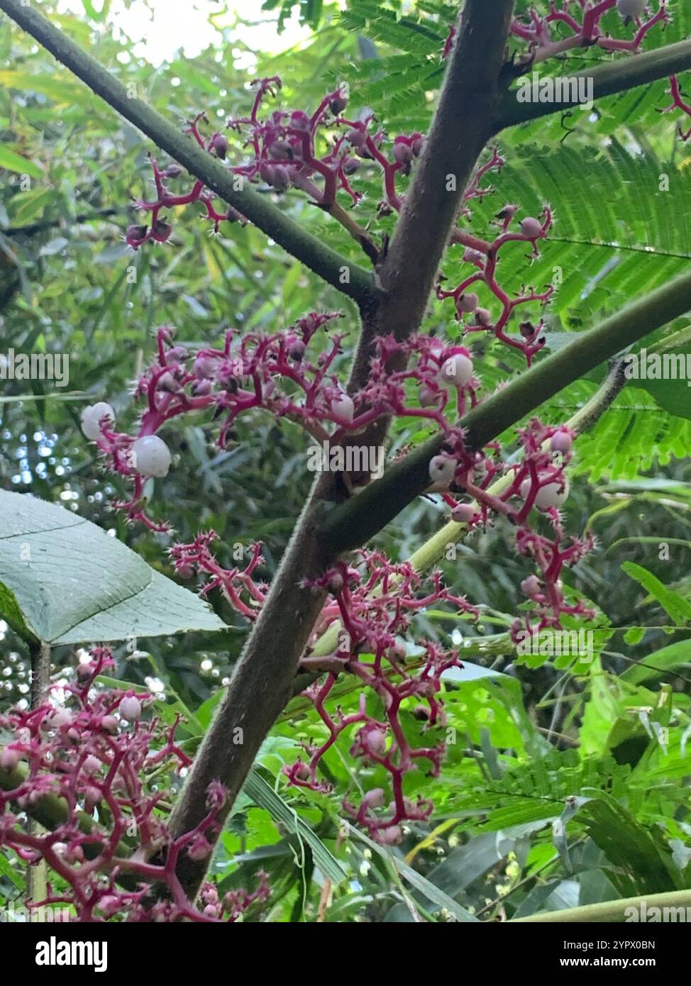 Scratchbush (Urera baccifera Stock Photo - Alamy