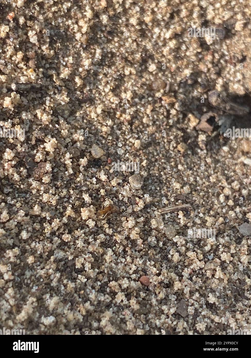 Yellow Pyramid Ant (Dorymyrmex flavus Stock Photo - Alamy