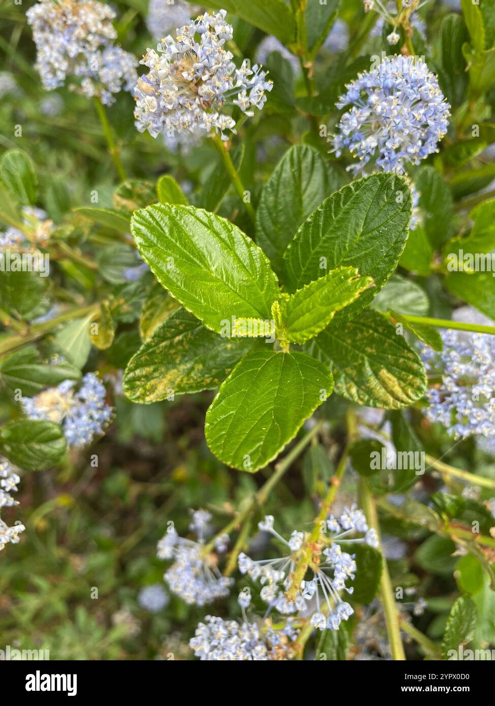 Blueblossom Ceanothus Thyrsiflorus Stock Photo Alamy