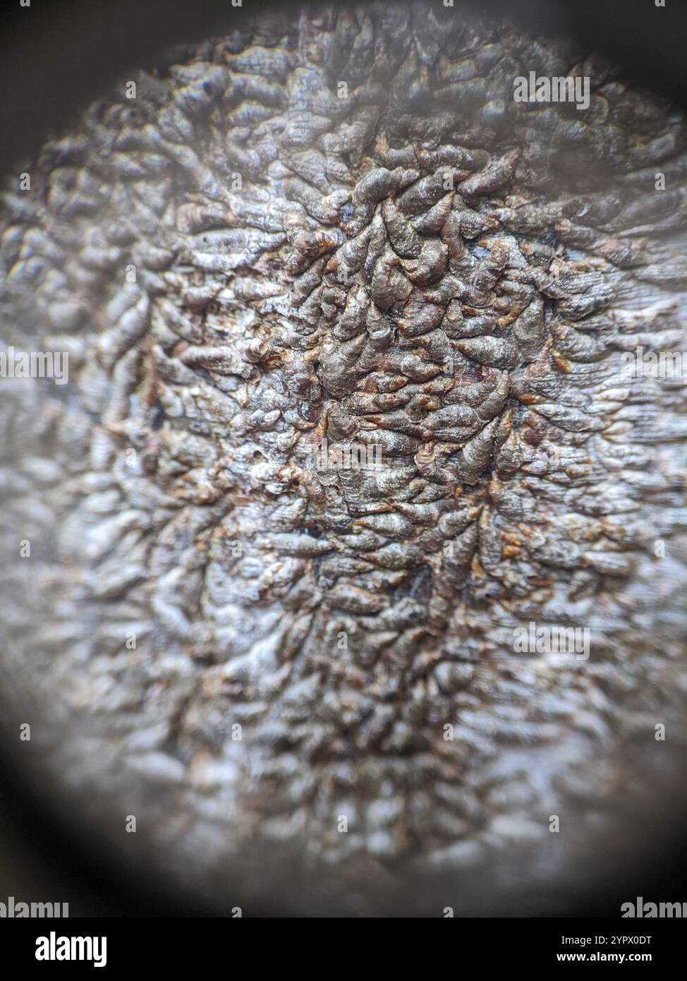 Oystershell Scale (Lepidosaphes ulmi Stock Photo - Alamy