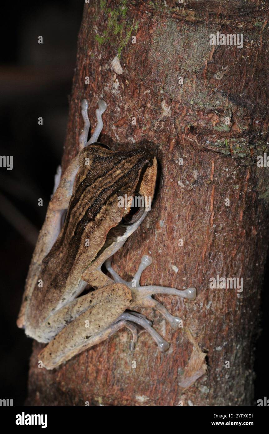 Dark eared tree frog hi-res stock photography and images - Alamy