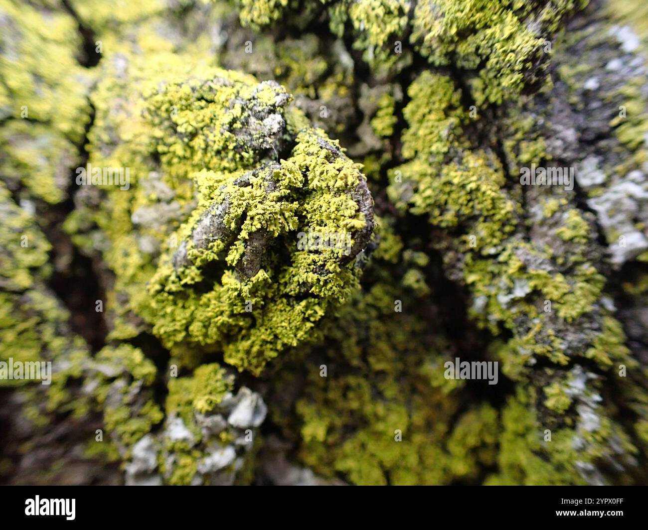 common lichens (Lecanoromycetes Stock Photo - Alamy