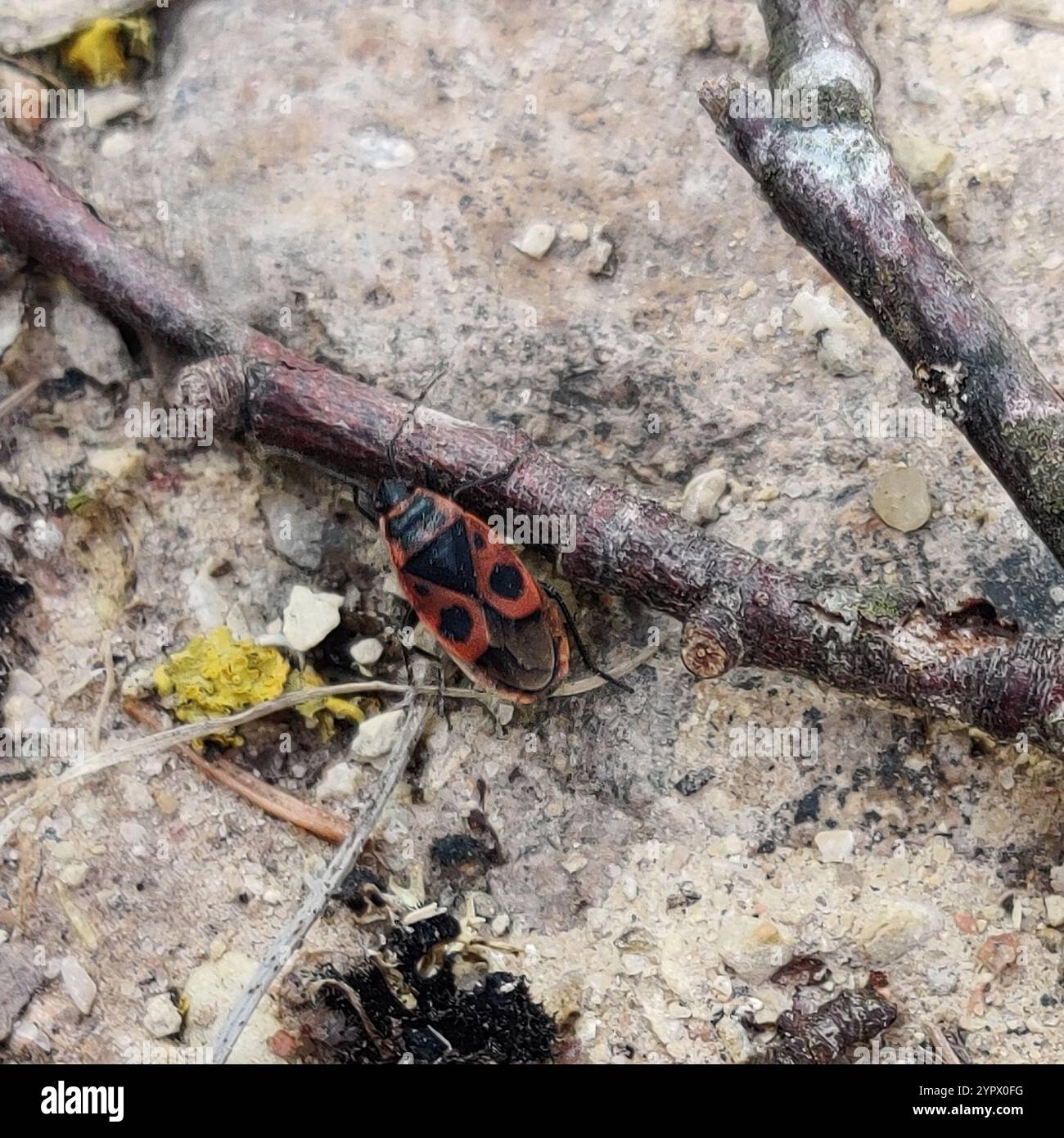 European Firebug (Pyrrhocoris apterus Stock Photo - Alamy