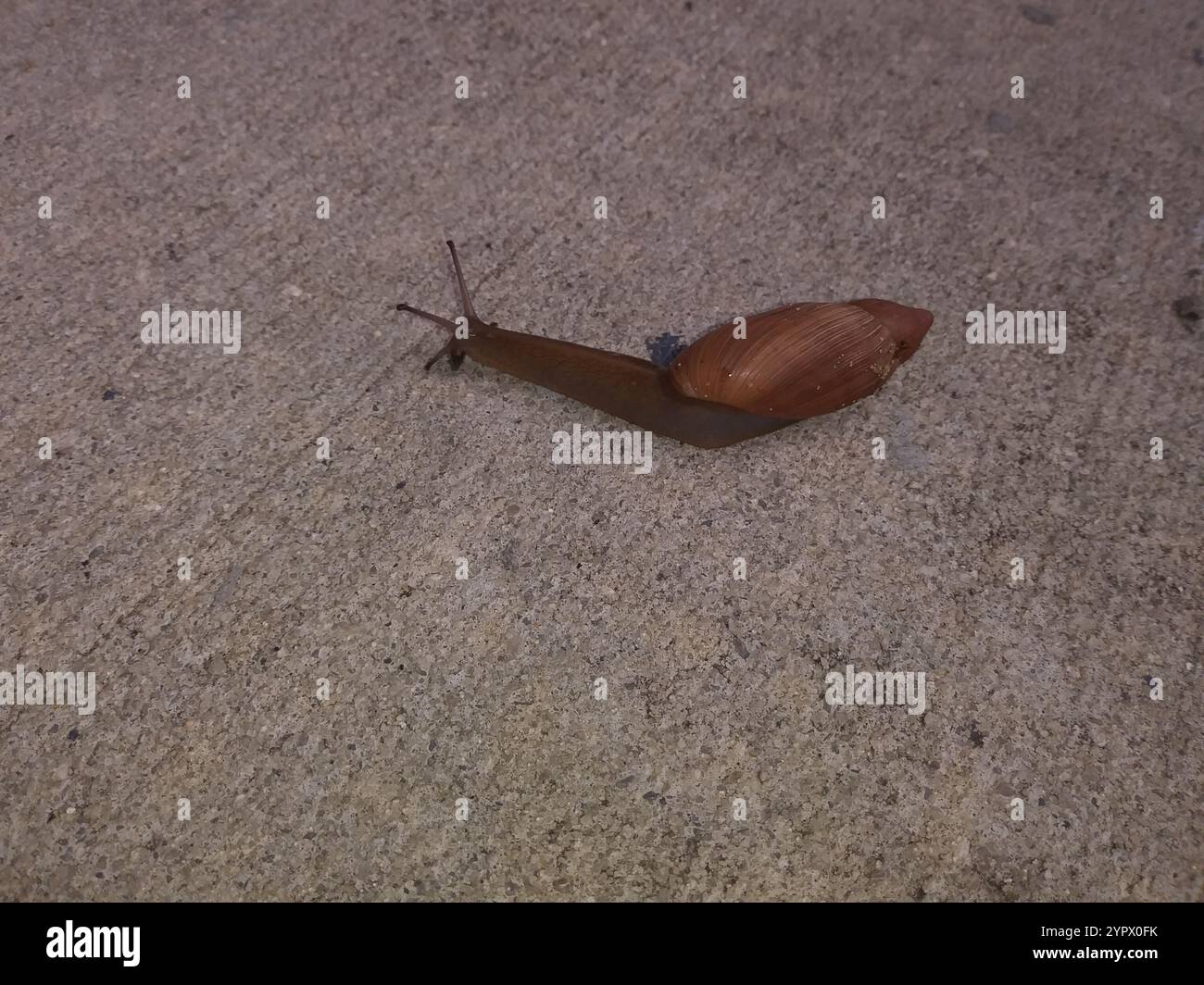 Rosy Wolfsnail (Euglandina rosea Stock Photo - Alamy