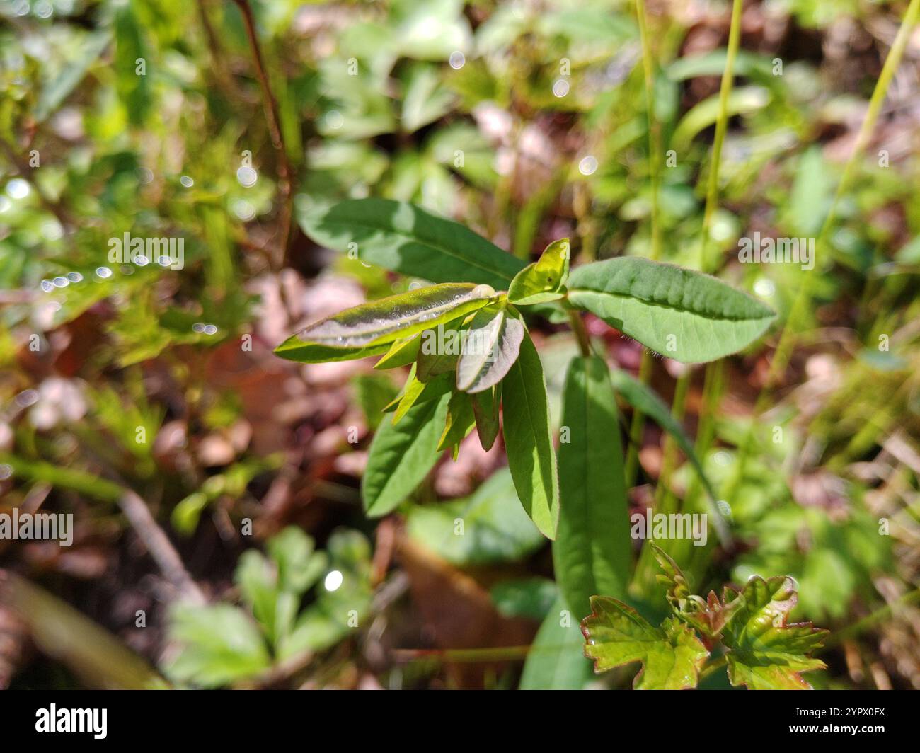 Sweet Spurge (Euphorbia dulcis Stock Photo - Alamy