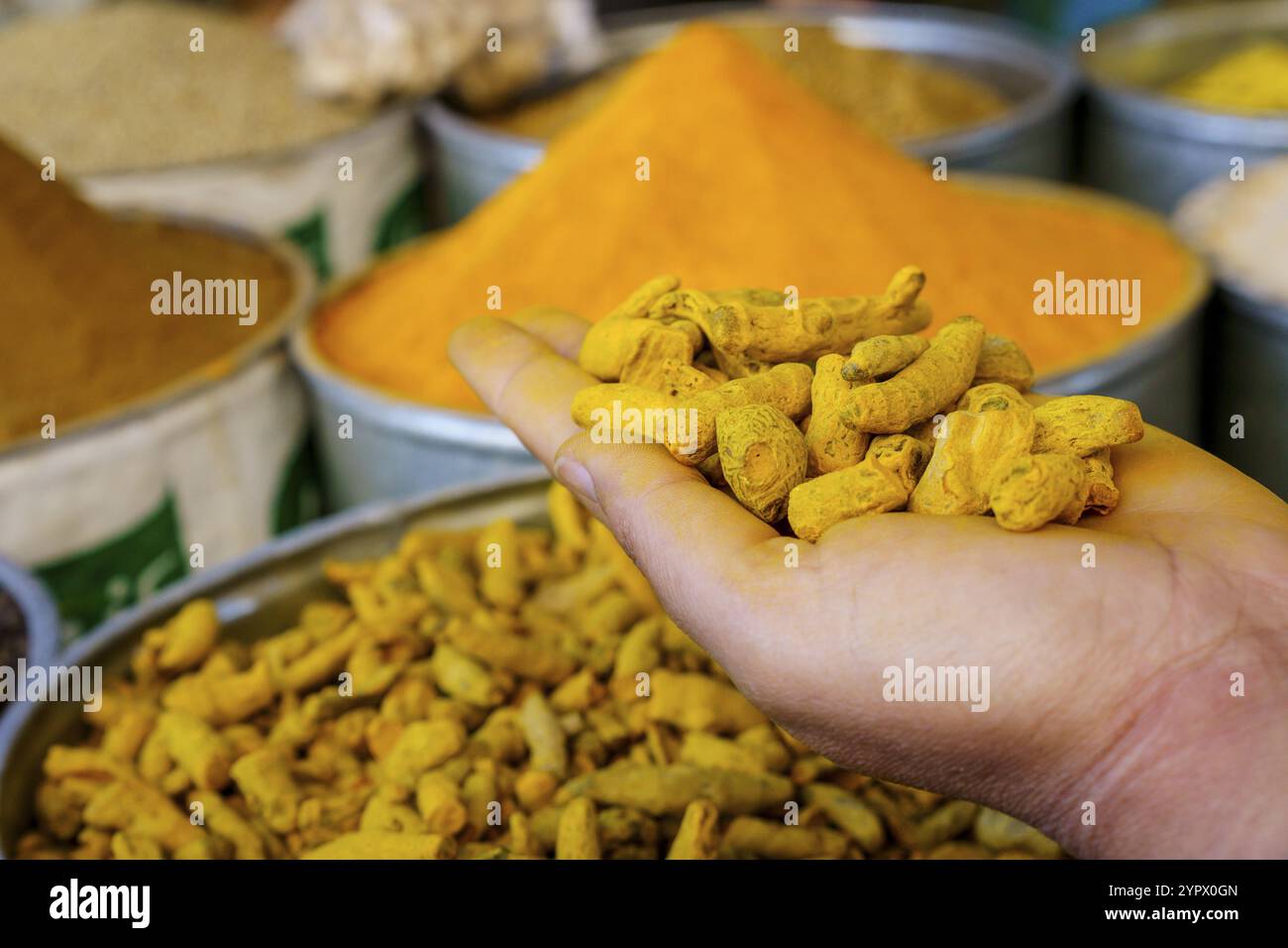 Hand picking turmeric, Fez, morocco Stock Photo - Alamy