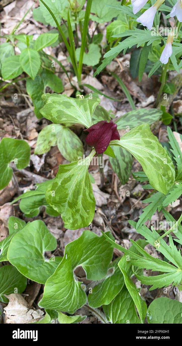 prairie trillium (Trillium recurvatum Stock Photo - Alamy