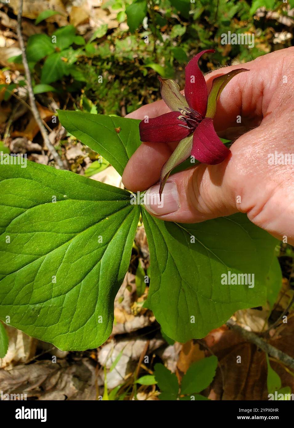 red trillium (Trillium erectum Stock Photo - Alamy