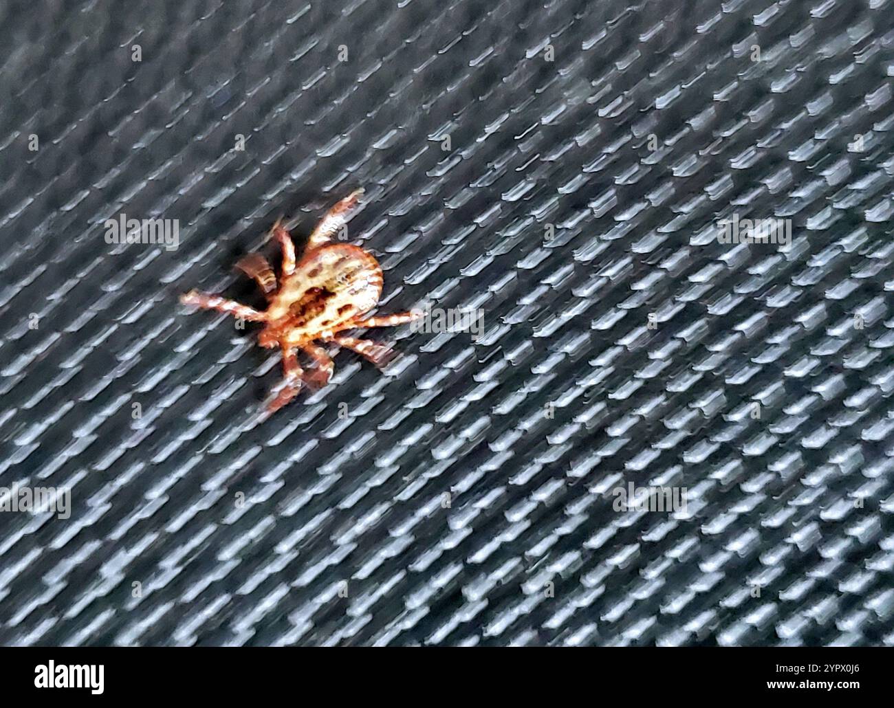 American Dog Tick (Dermacentor variabilis Stock Photo - Alamy