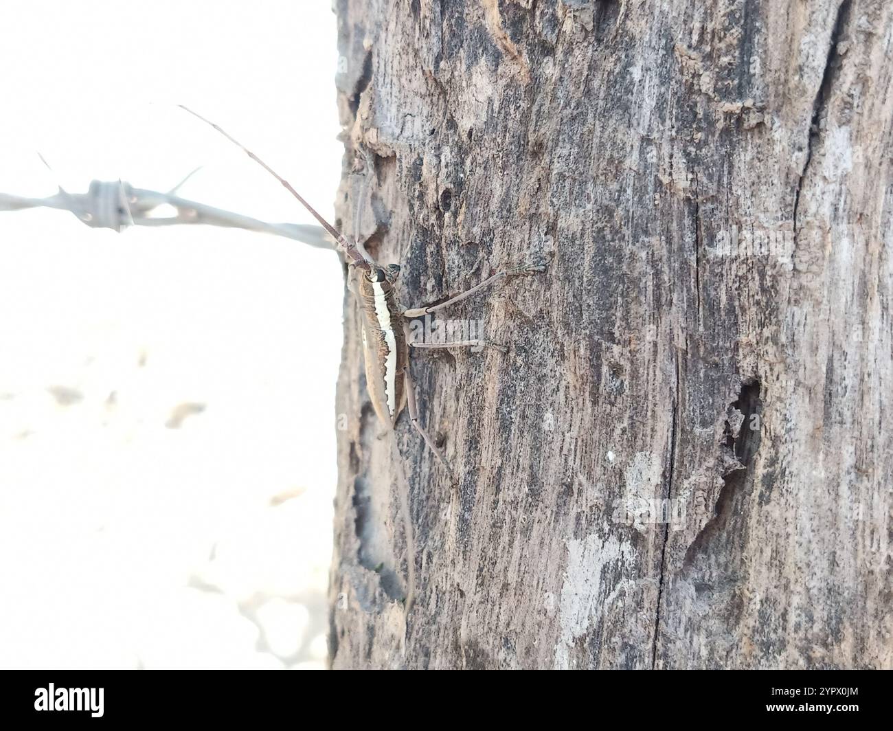 Fig tree borer hi-res stock photography and images - Alamy