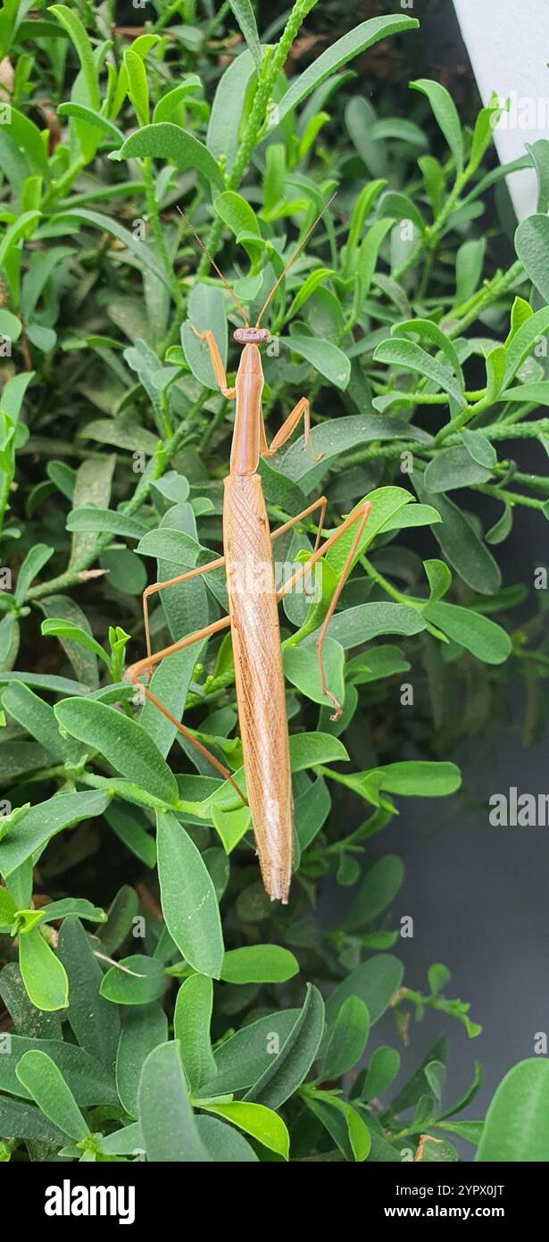 Purple-winged Mantis (Tenodera australasiae Stock Photo - Alamy