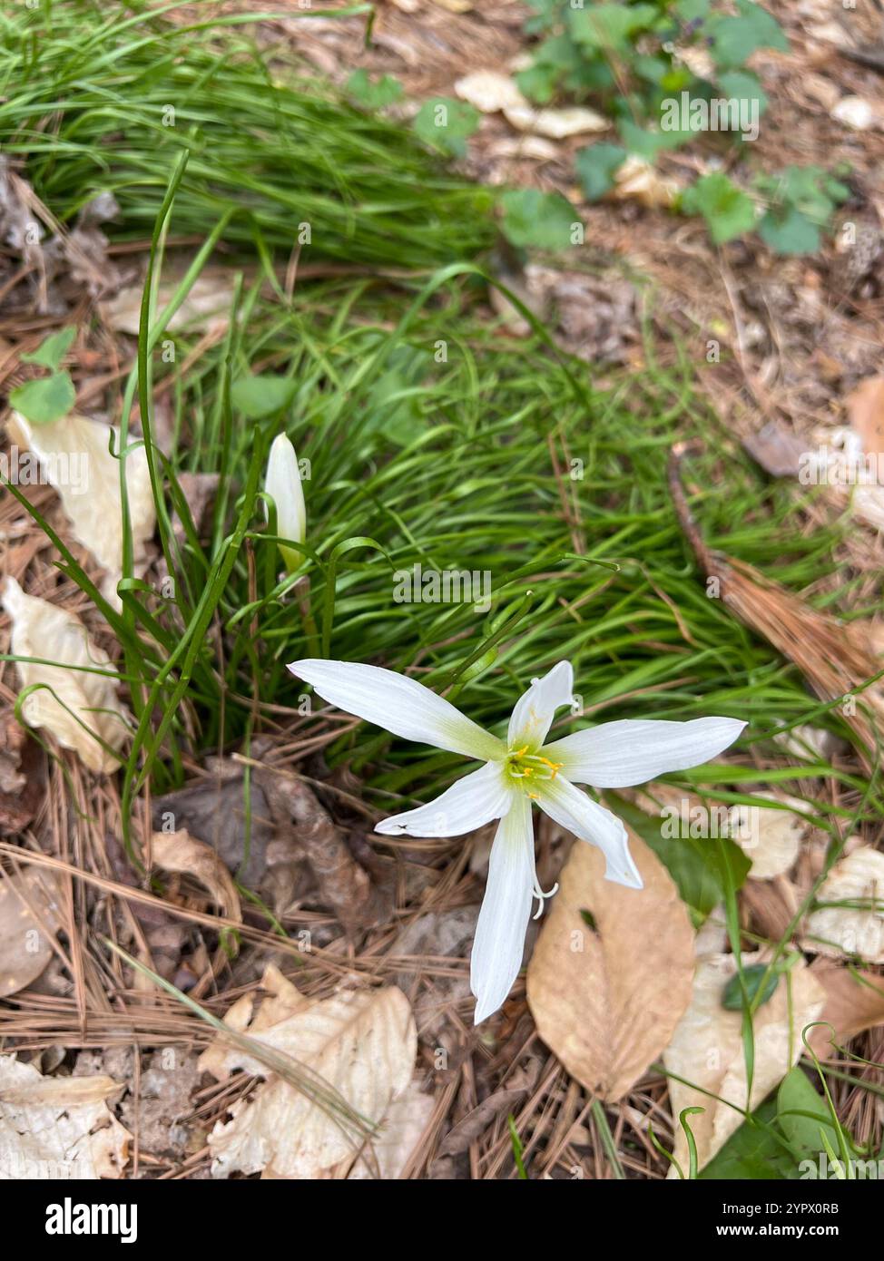Rain lilies (Zephyranthes Stock Photo - Alamy